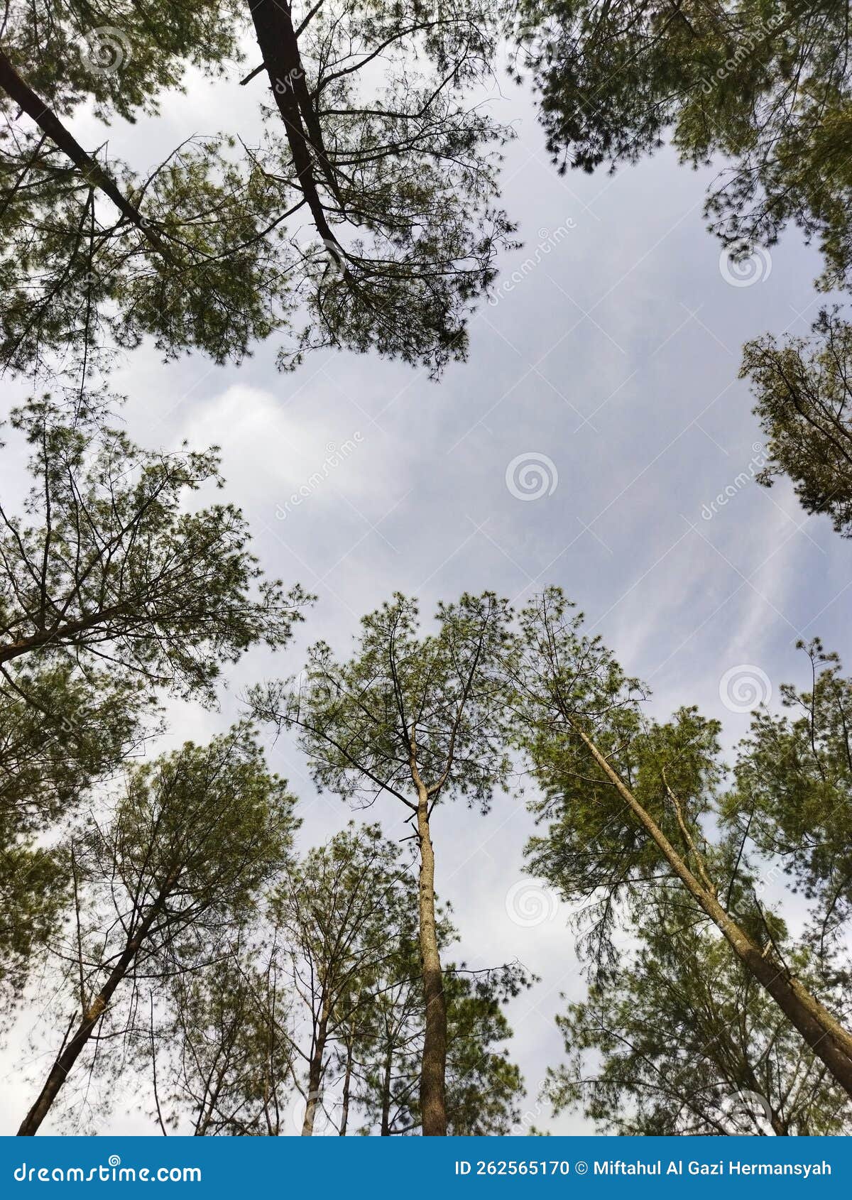 Tree Down Sky of Cloud in Forest Stock Photo - Image of cloud, tree ...