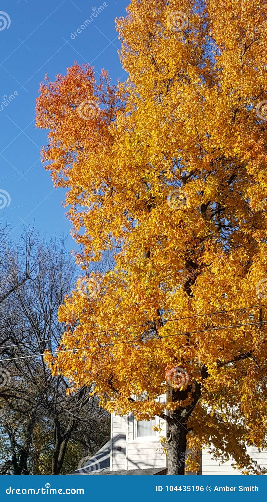 Tree down the street stock photo. Image of tree, fall - 104435196