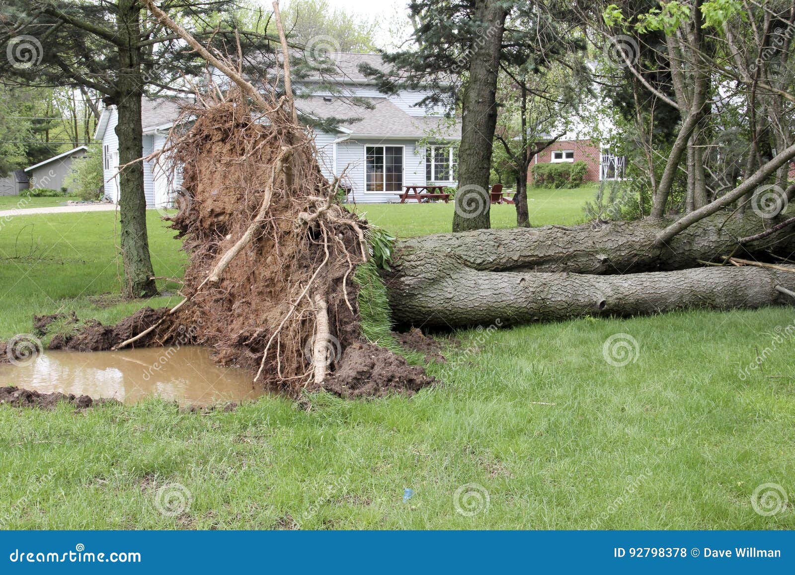 Tree is Down from a Wind Storm Stock Photo - Image of trunk, cyclone ...