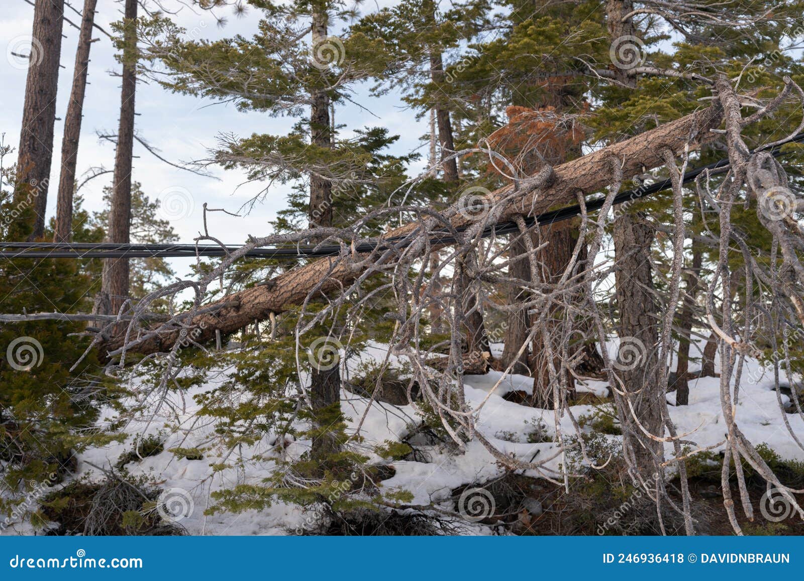 Tree Down on Wire after Storm Stock Photo - Image of dead, disruption ...