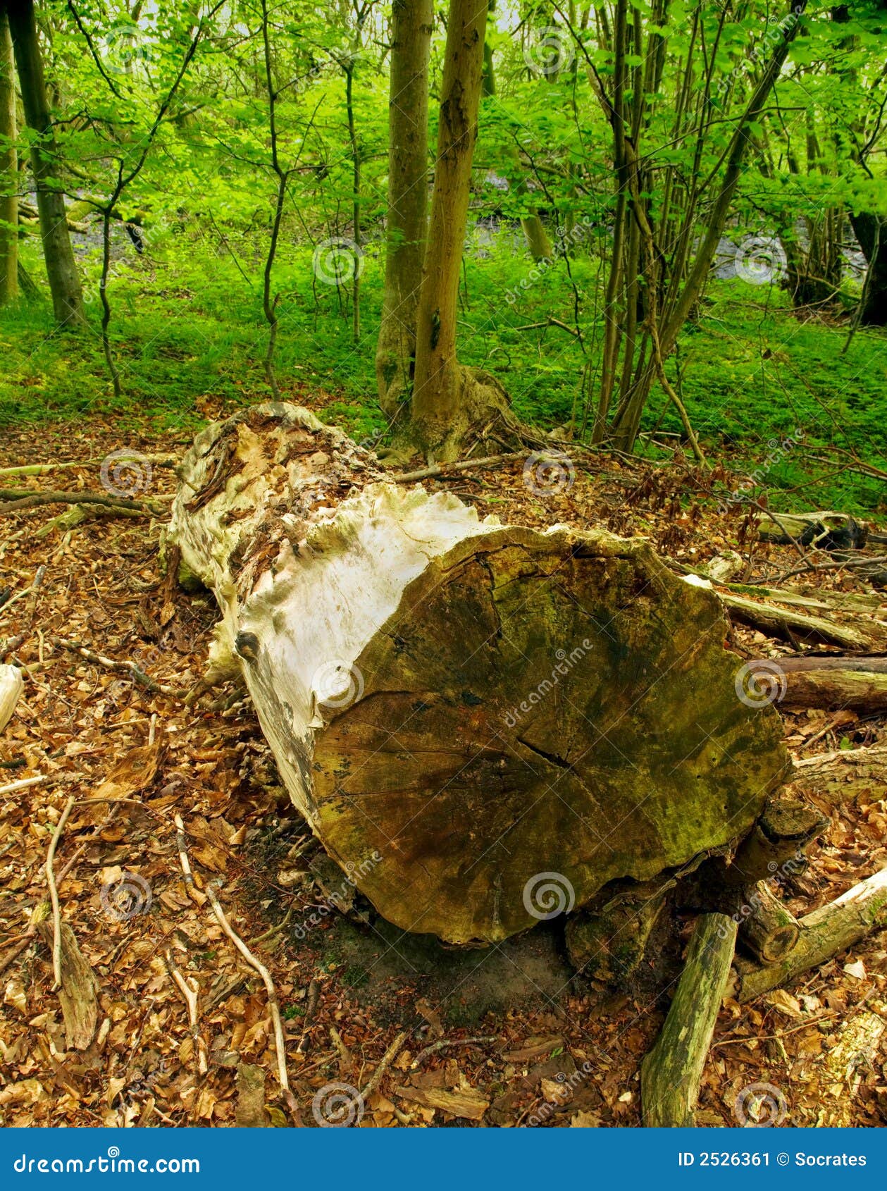 Tree down in the woods stock image. Image of spring, natural - 2526361
