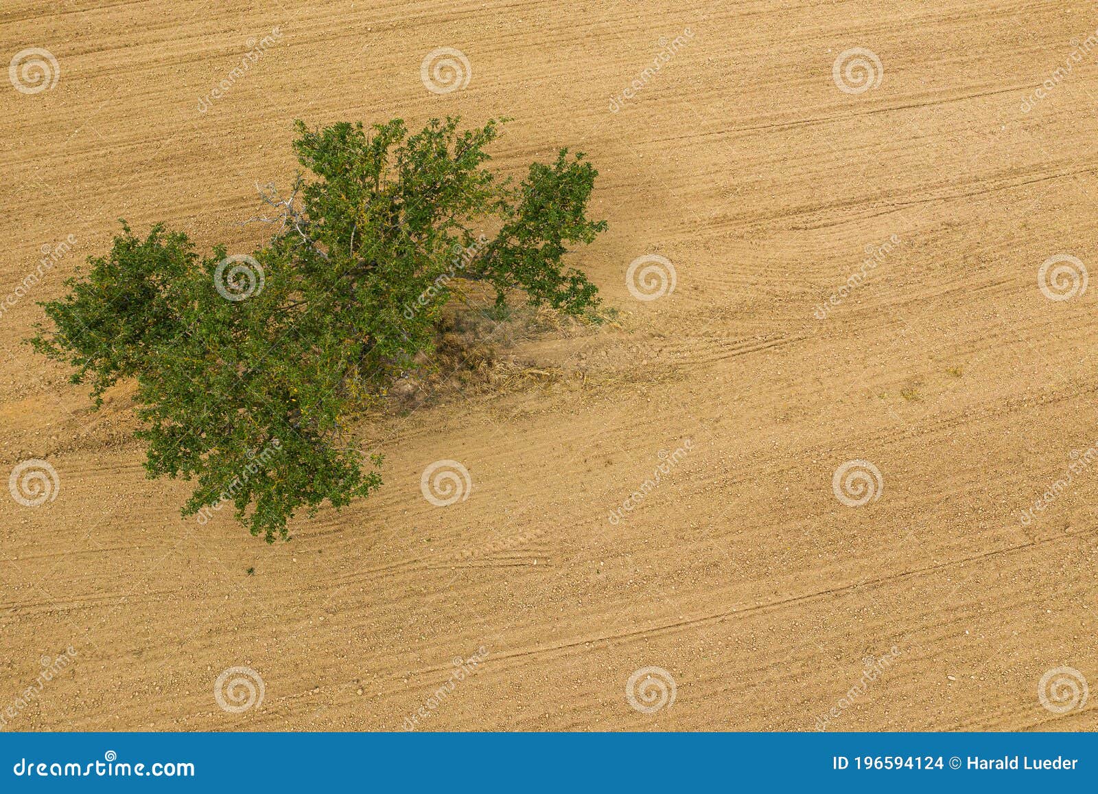 A Tree in a Dra Field from Above Stock Photo - Image of tree, field ...