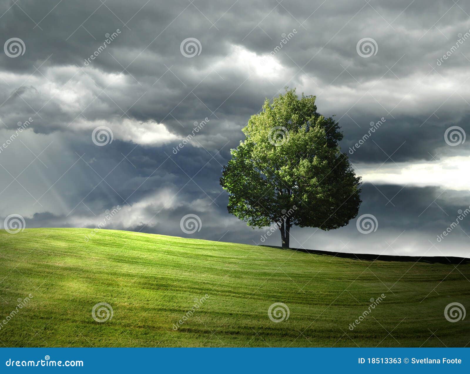 Tree and dramatic sky stock image. Image of outdoors - 18513363