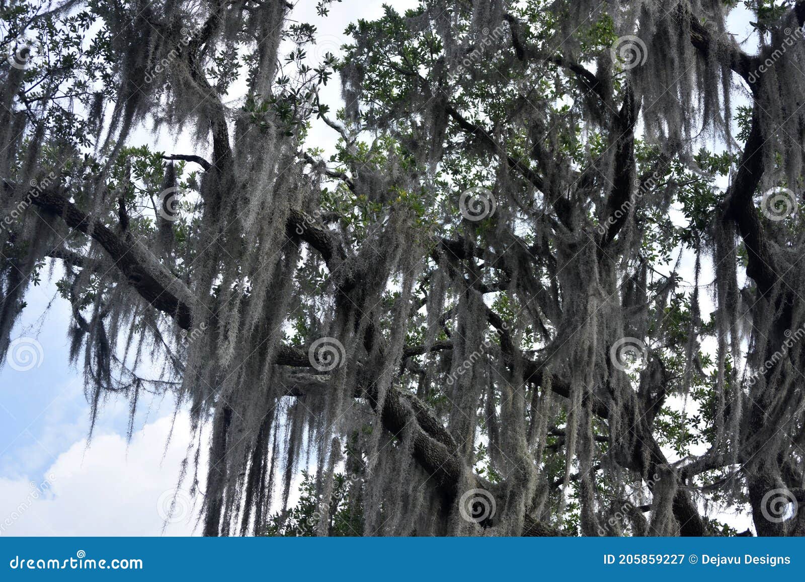 Tree Draped with Lots of Spanish Moss Stock Image - Image of marsh ...