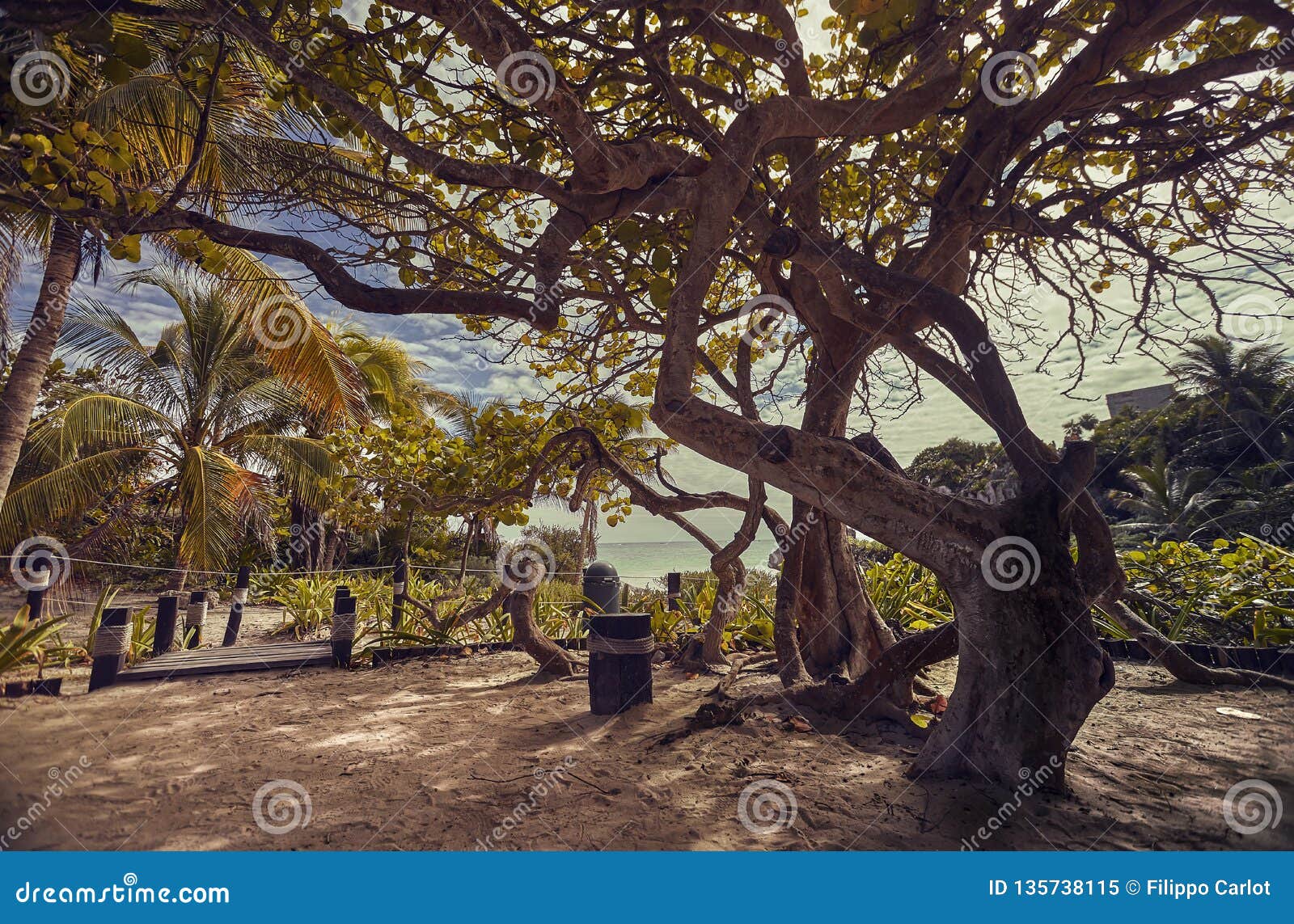 The tree of dreams stock image. Image of nature, branching - 135738115
