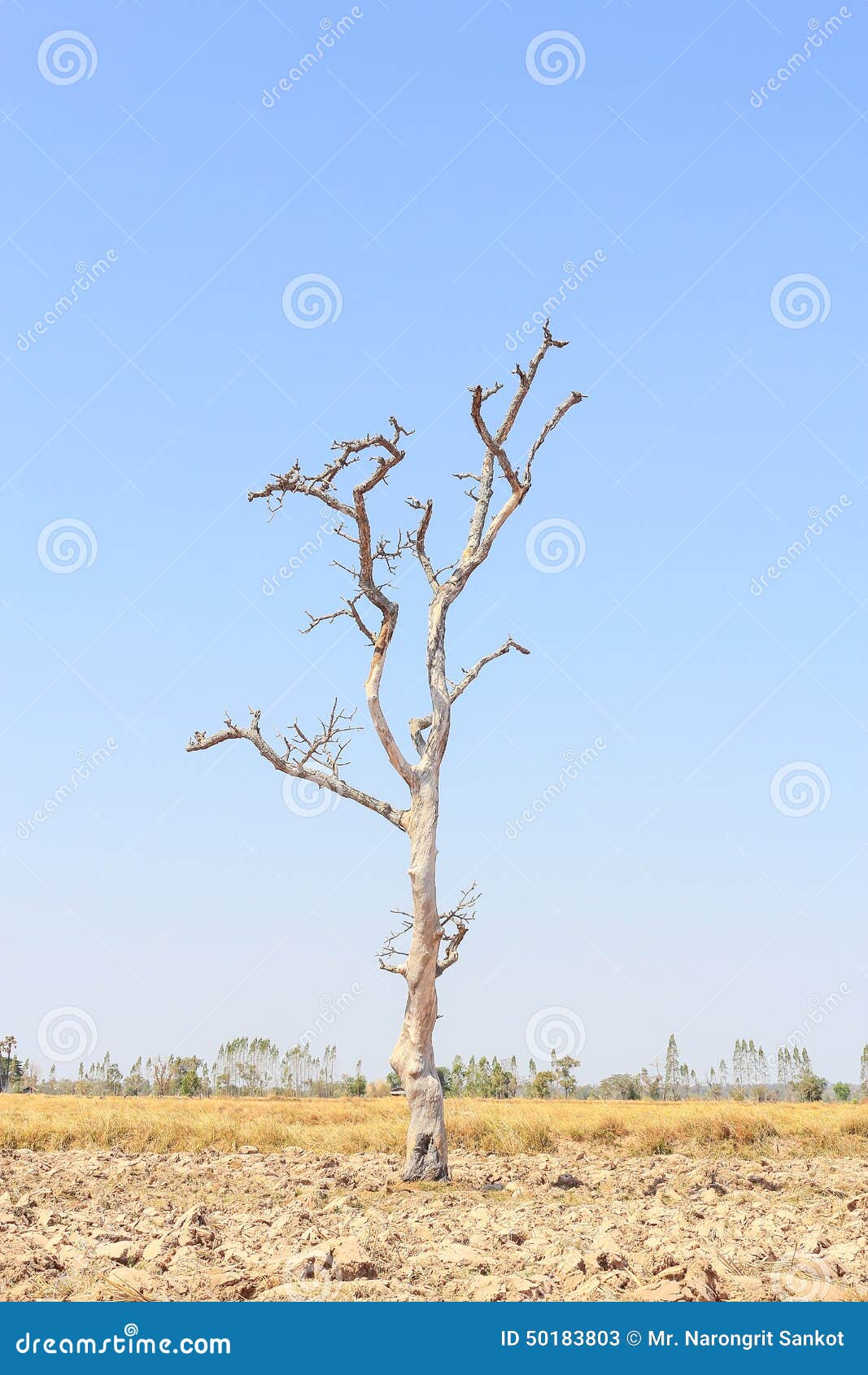 Tree dried stock image. Image of grass, plant, environment - 50183803