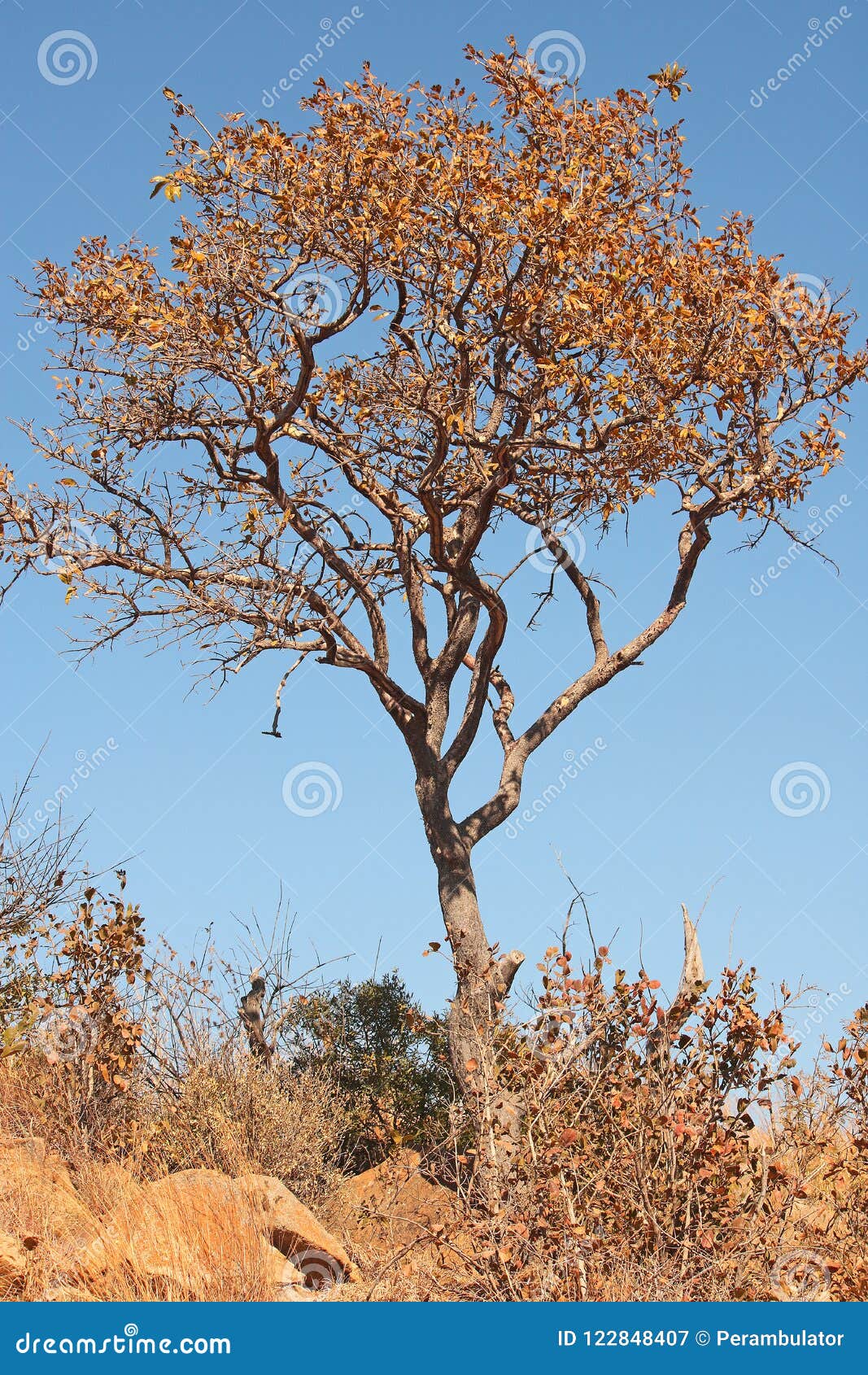 TREE with DRIED LEAVES AGAINST BLUE SKY in WINTER Stock Image - Image ...