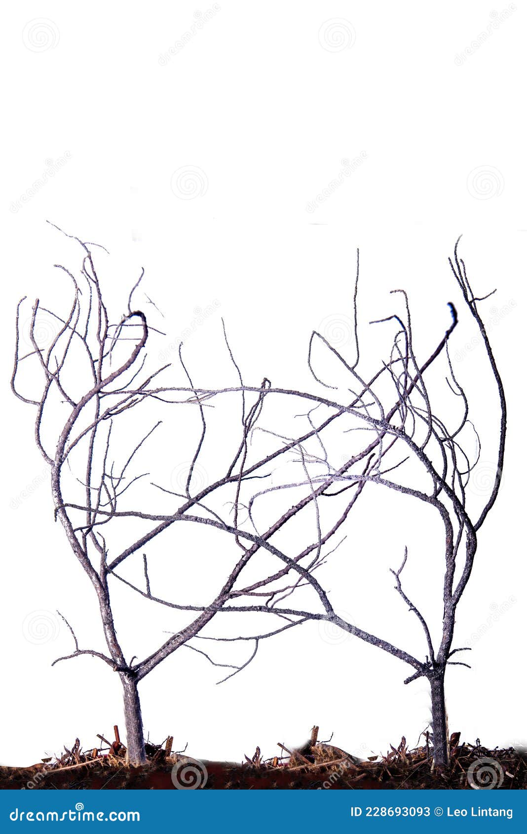 Tree with dried twigs stock image. Image of natural - 228693093