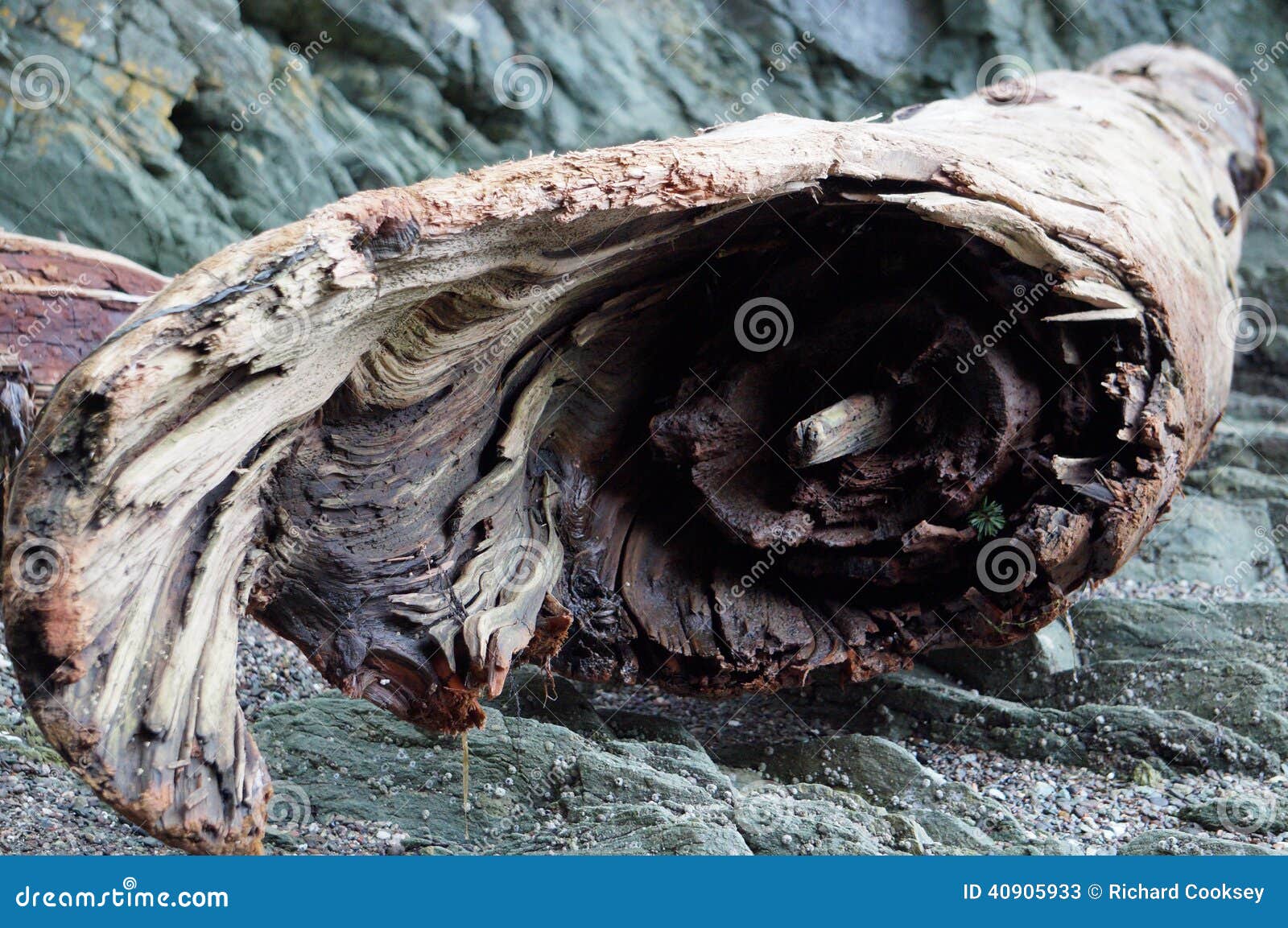Tree drift wood by water stock image. Image of drift - 40905933