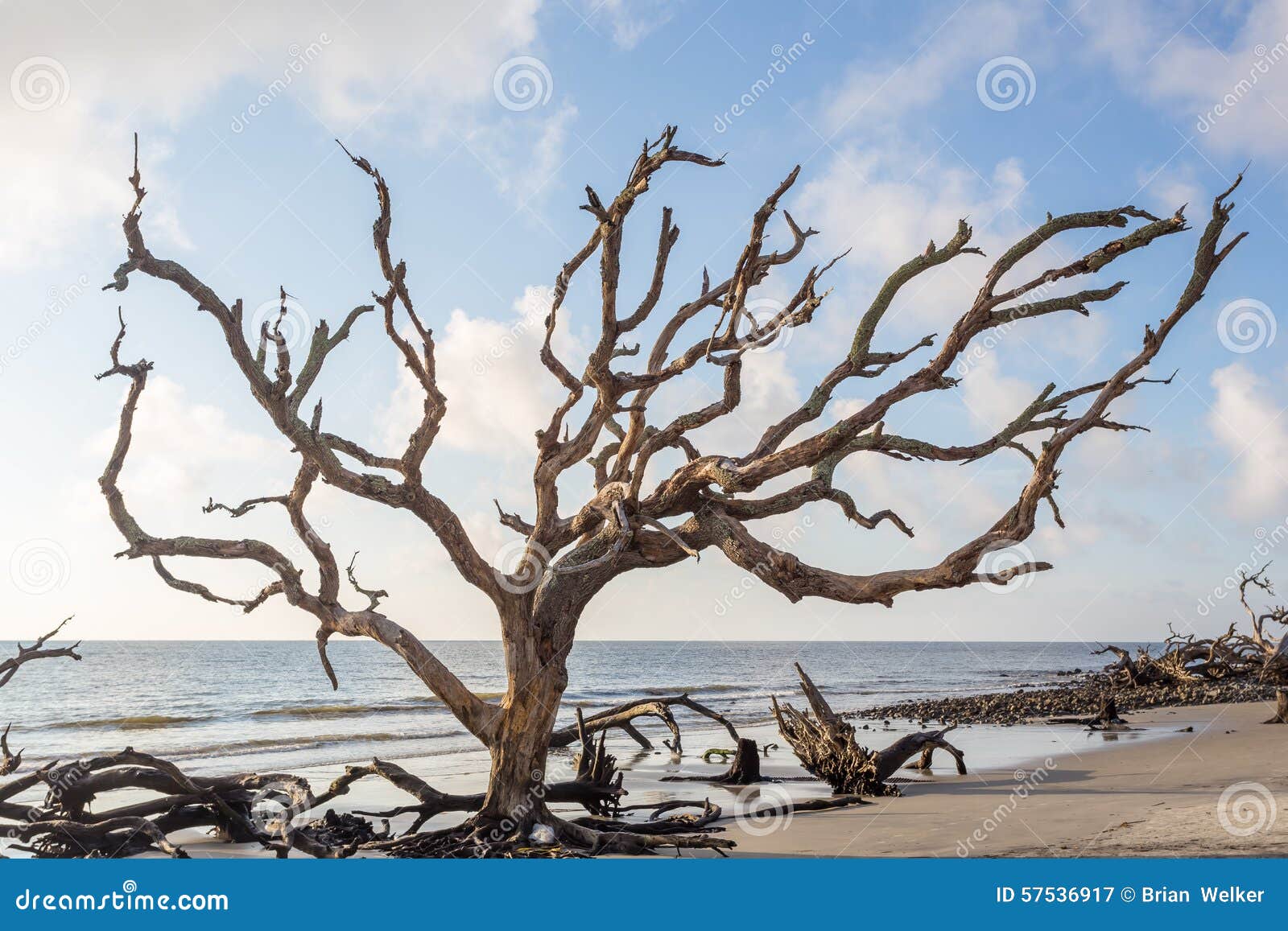 Tree at Driftwood Beach, Jekyll Island, Georgia Stock Image - Image of ...