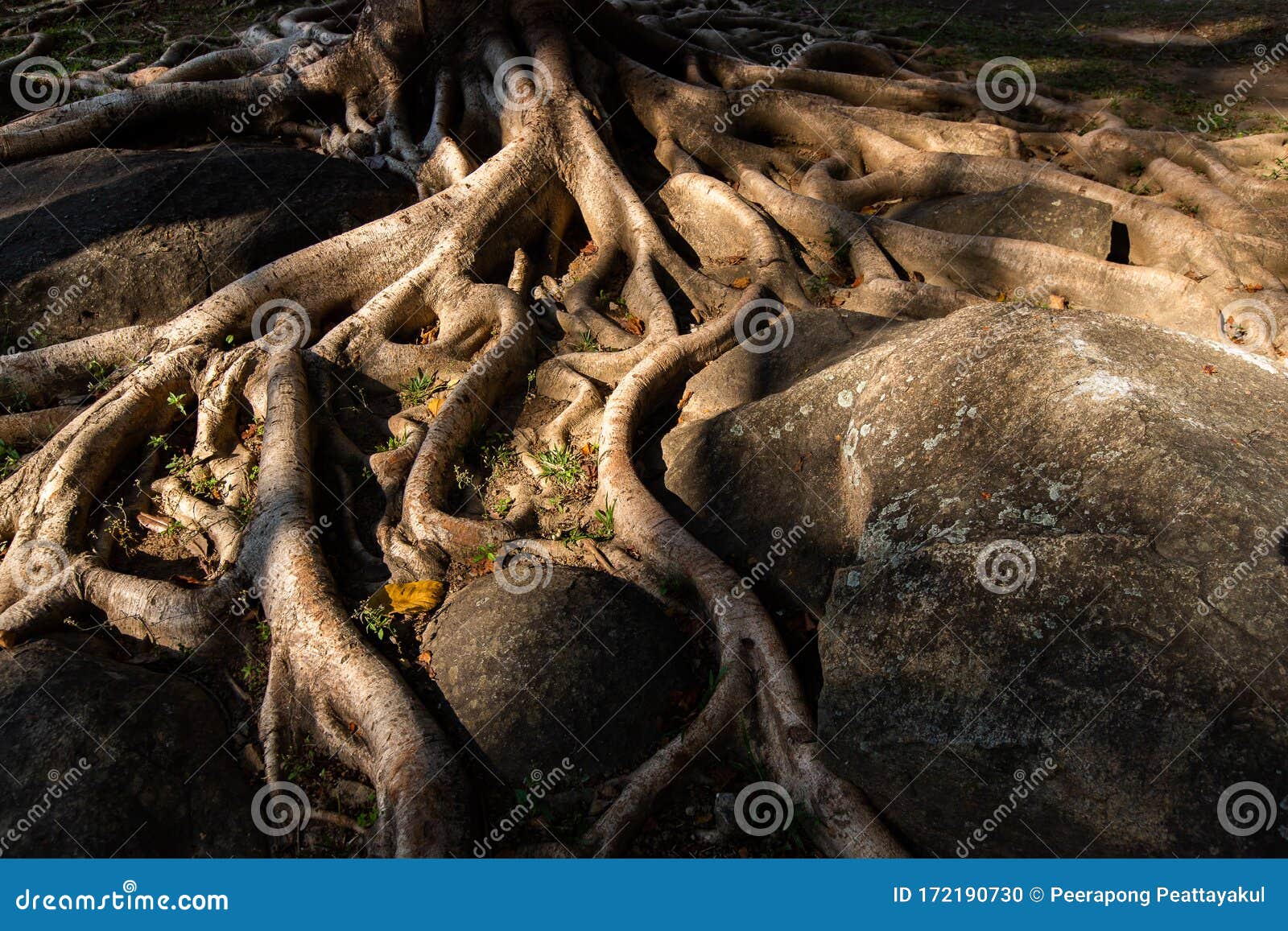 Tree Driftwood Natural Wood Root Stock Photo - Image of driftwood ...