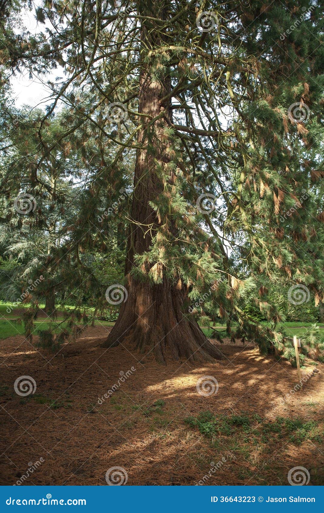 Tree with Drooping Branches, England Stock Image - Image of fresh ...