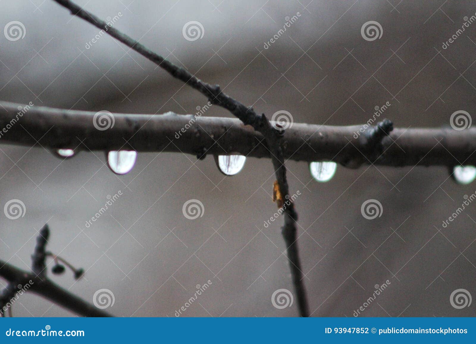 Tree Drop Picture. Image: 93947852