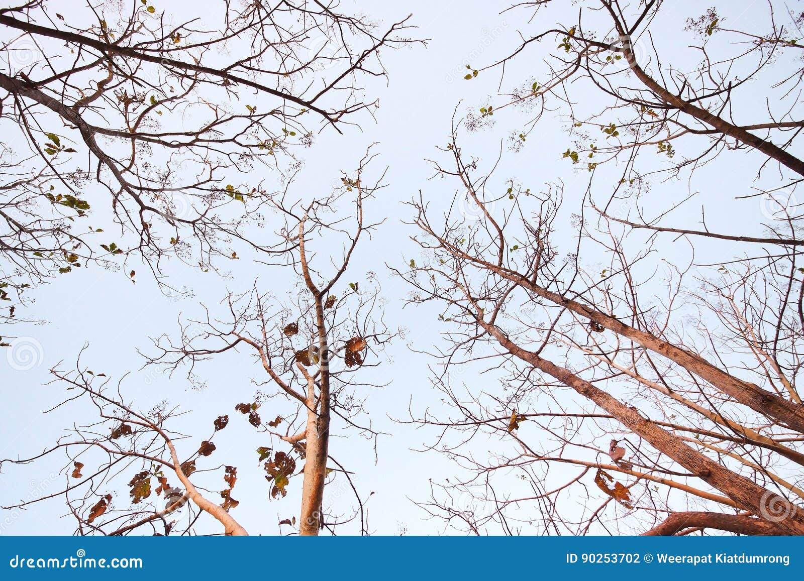 A tree dropping old leaves stock photo. Image of tree - 90253702