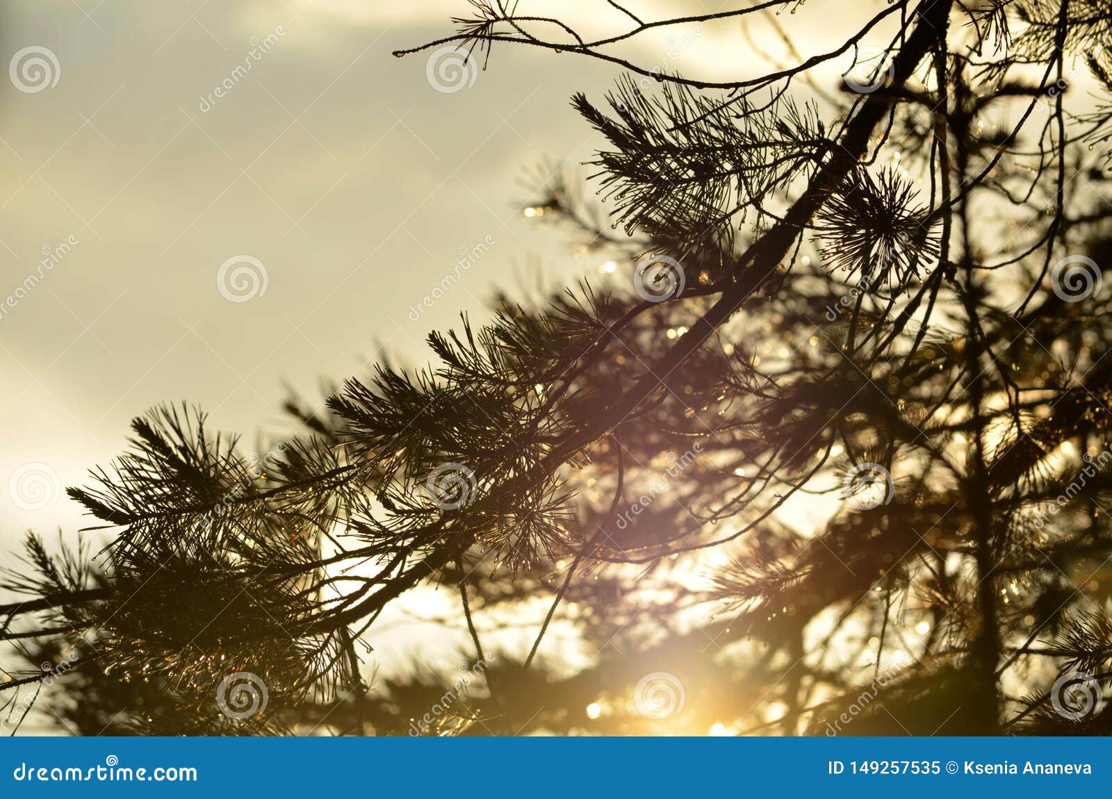 Tree after rain stock image. Image of beautiful, overcast - 149257535