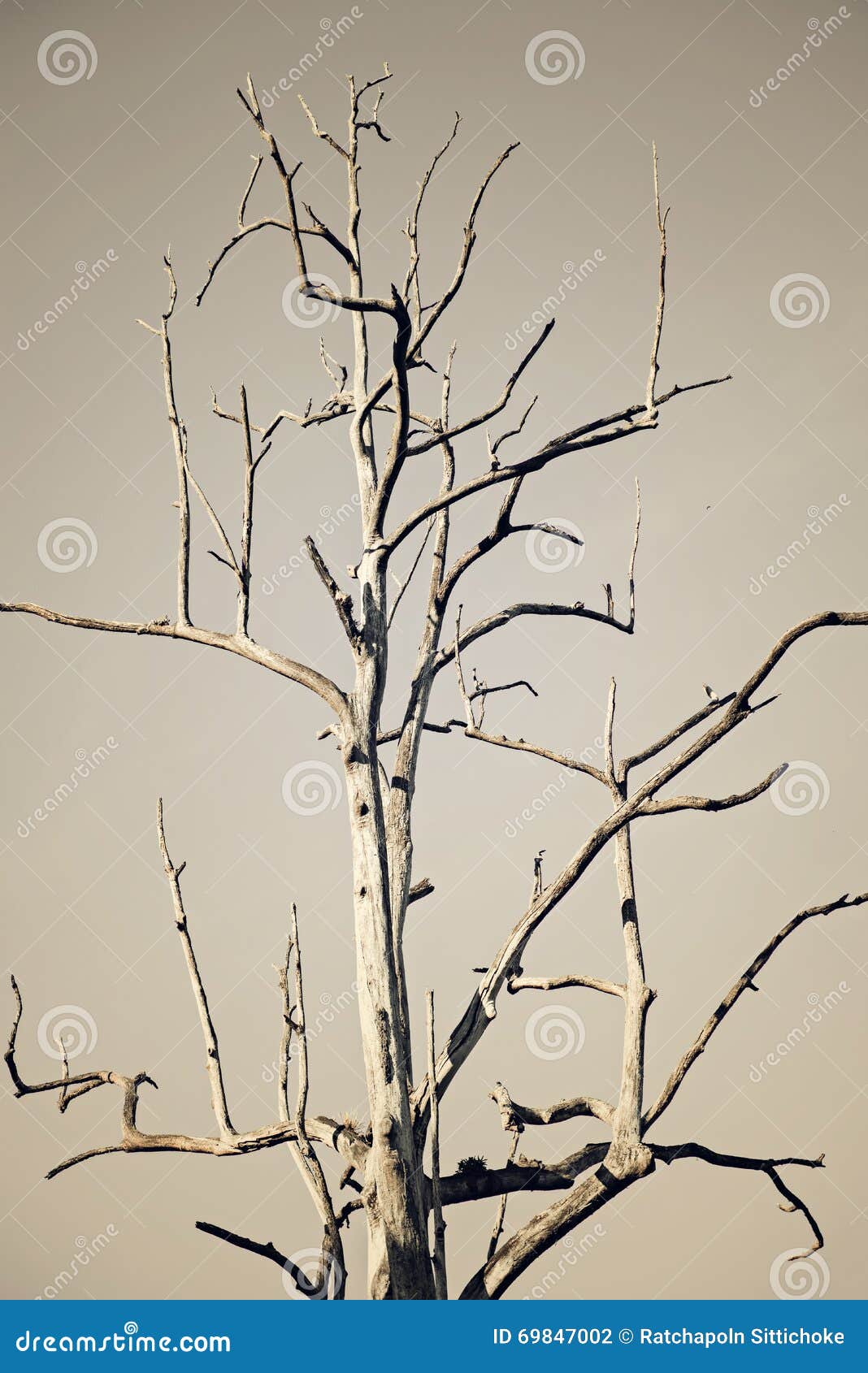 Tree drought stock photo. Image of branch, plant, abstract - 69847002