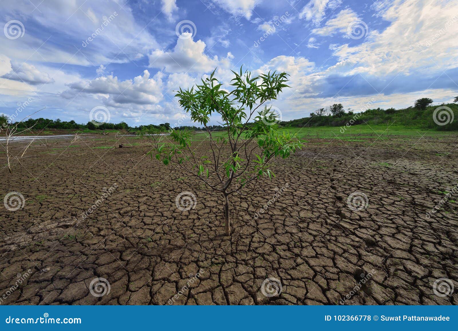 Tree and Drought Parched Ground. Stock Photo - Image of green, desert ...