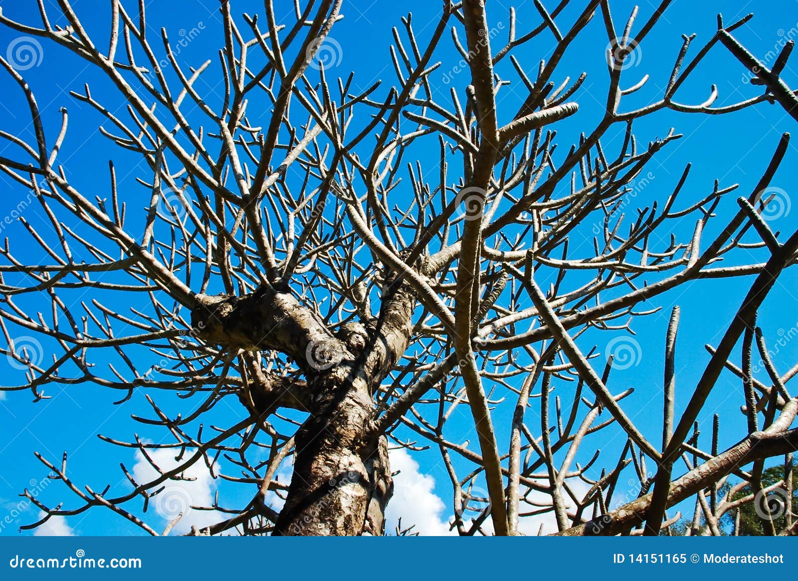 Tree dry stock image. Image of isolate, isolated, wooden - 14151165