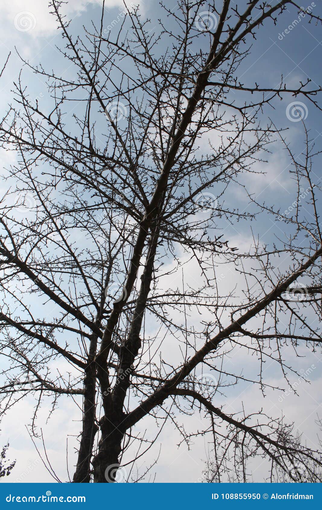 No Leaves Tree Branches stock photo. Image of branch - 108855950