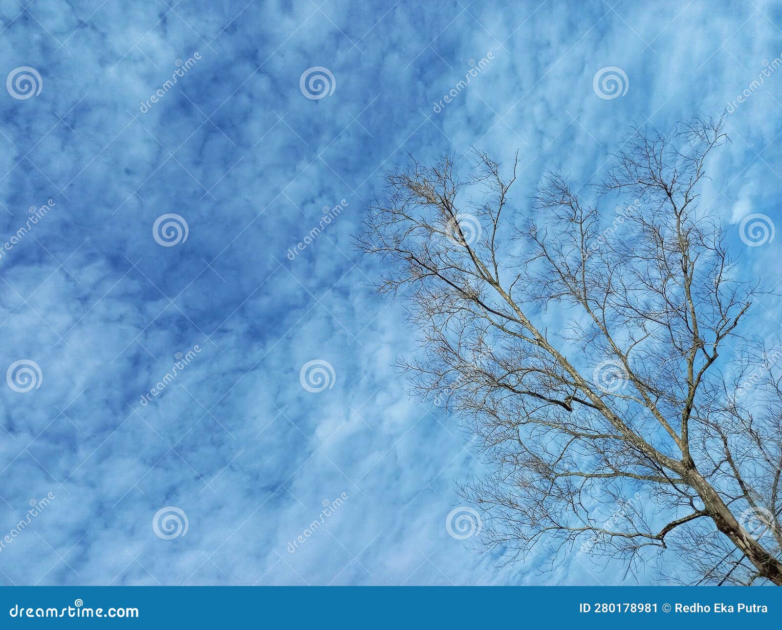 A Tree that is Dry and almost Dead Stock Image - Image of cloud, summer ...