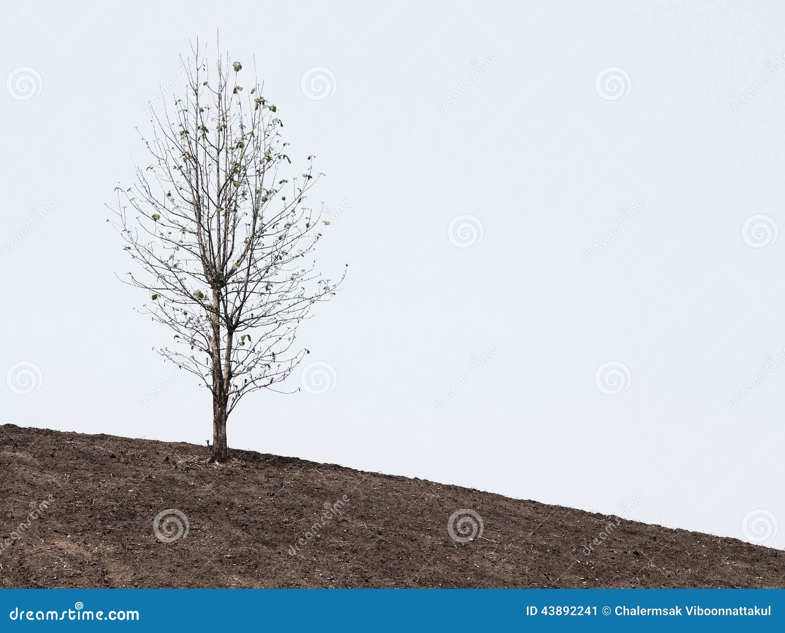 Tree on dry desert land stock image. Image of landscape - 43892241