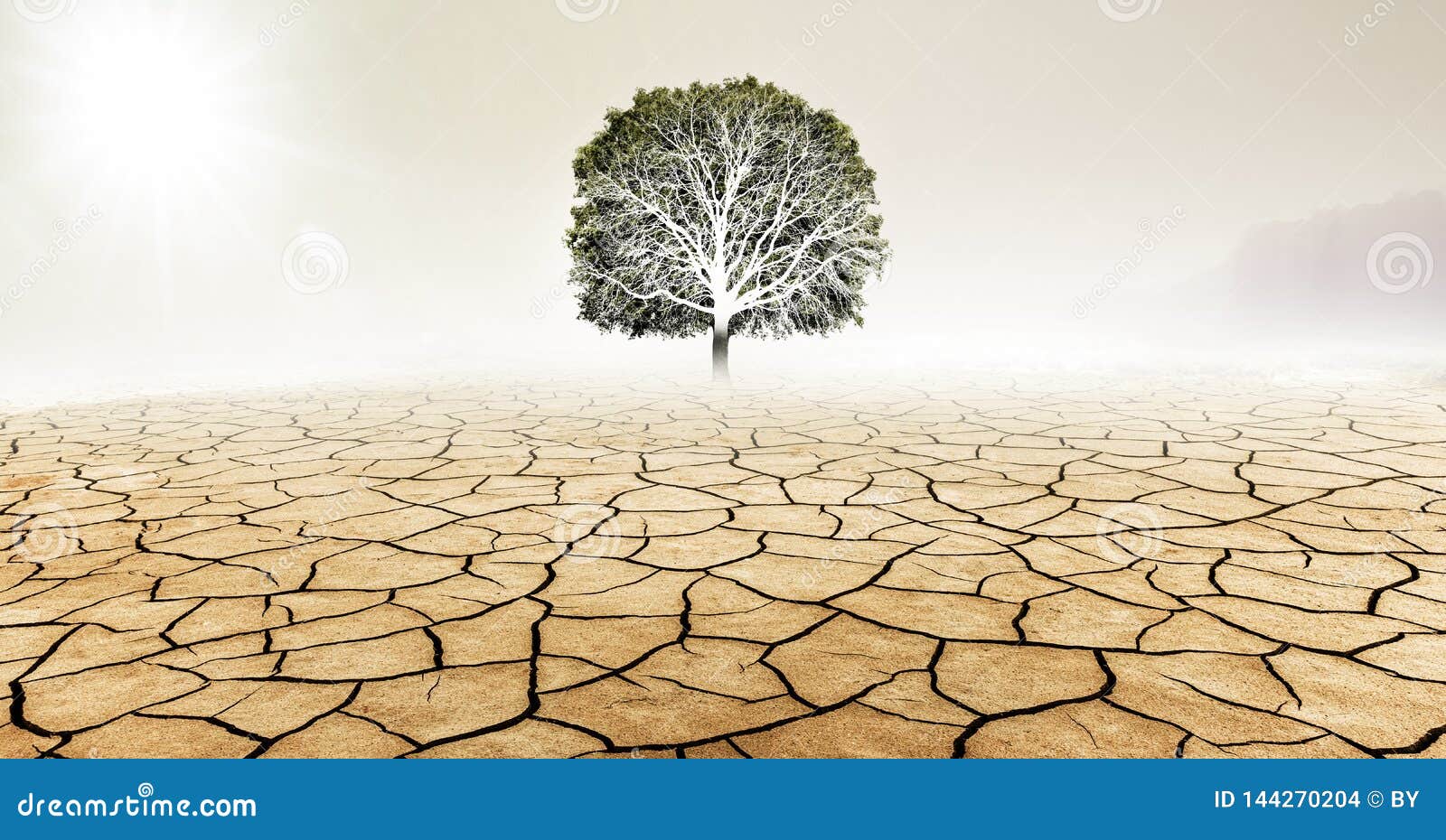 Tree in Dry Desert stock photo. Image of earth, nature - 144270204