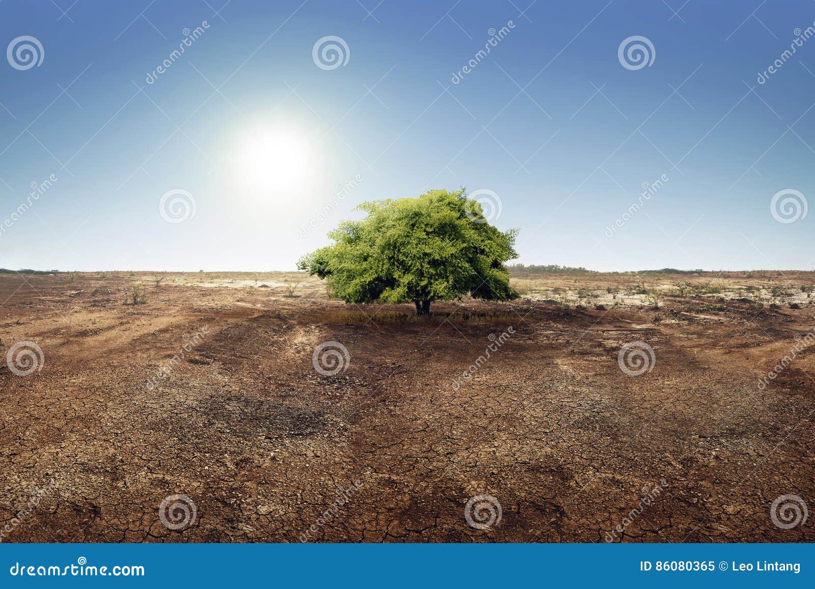 Tree on Dry Land Effect of Changing Environment Stock Image - Image of ...