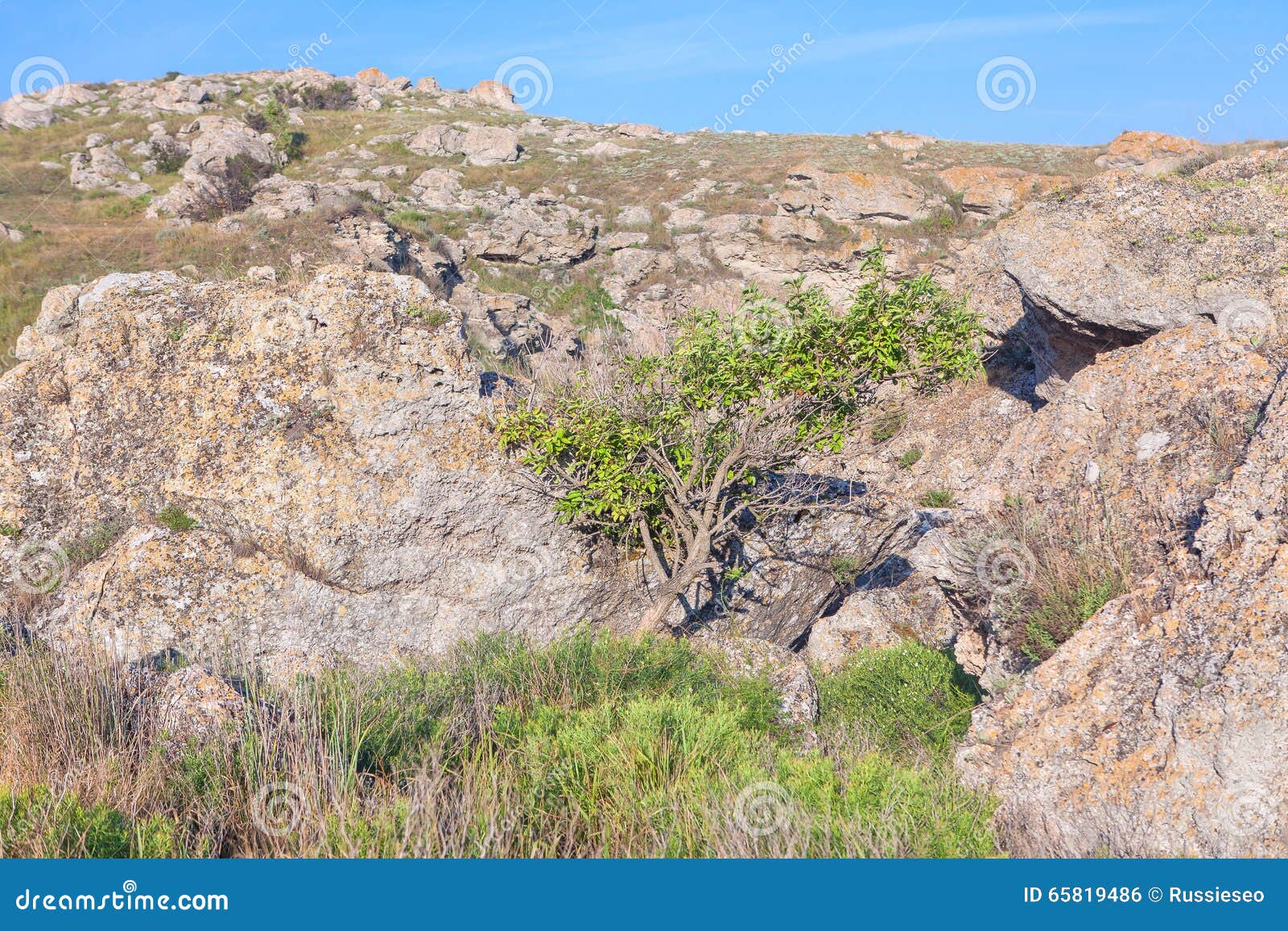 Tree in the dry place stock photo. Image of parched, wilderness - 65819486