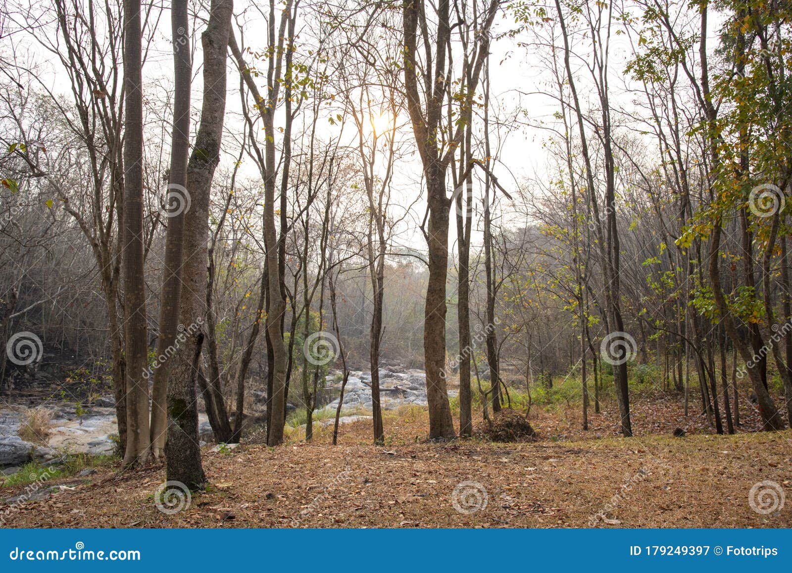 The Tree during Dry Season , Forest or Bush Fire in Thailand Stock ...