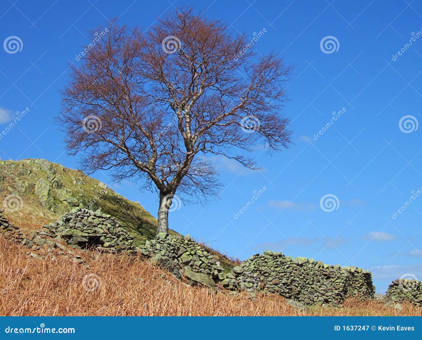 Tree and dry stone wall stock image. Image of farming - 1637247