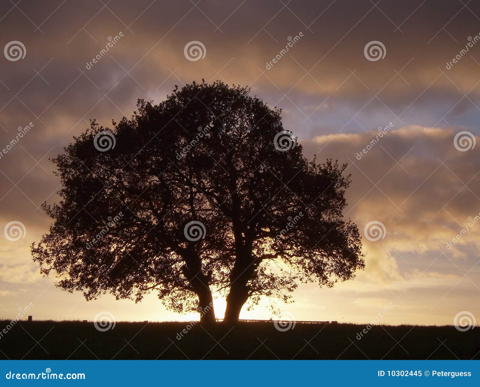 Tree at dusk stock image. Image of nature, dusk, meteorology - 10302445