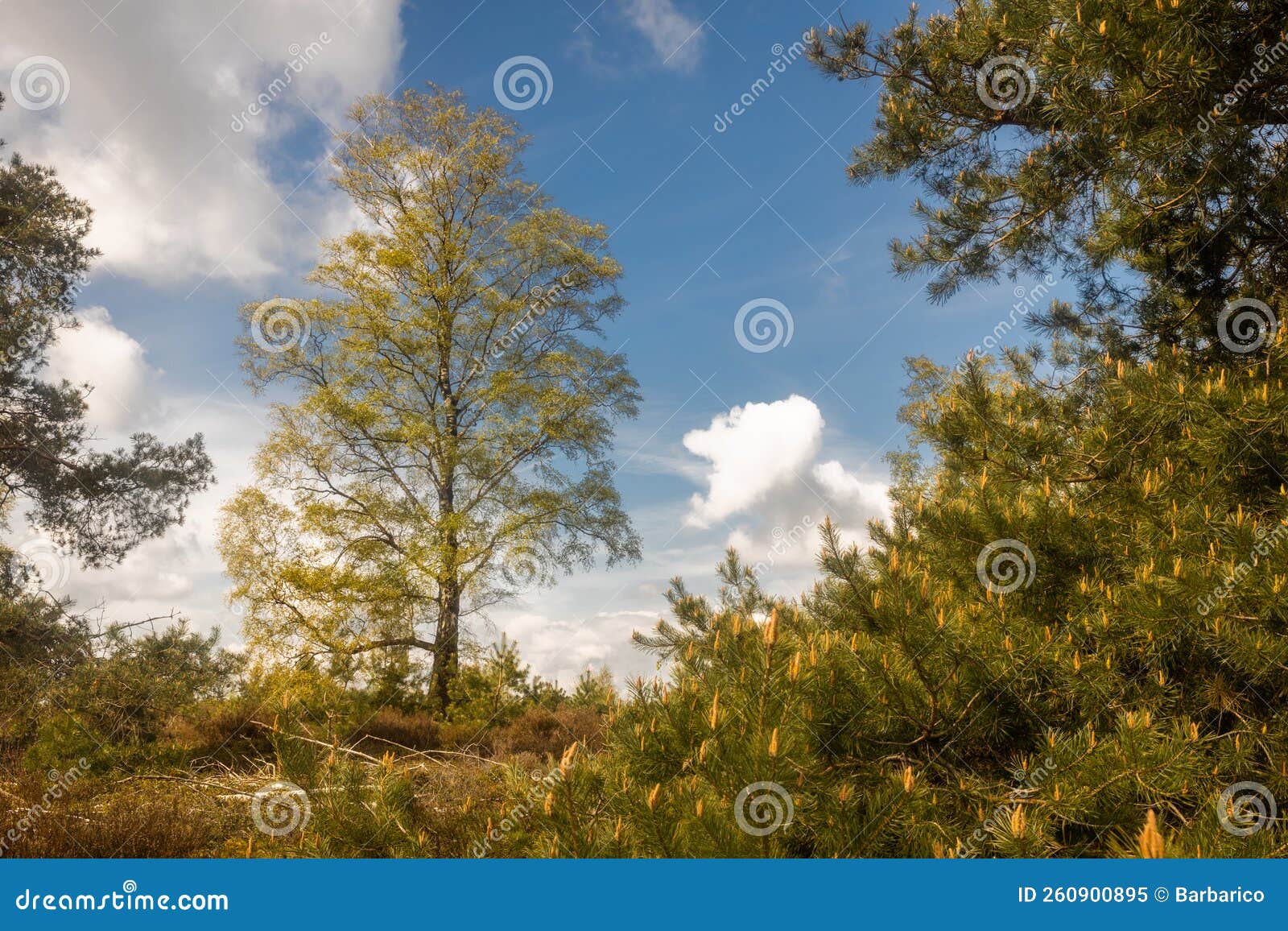 Tree in the Dutch Landscape Stock Image - Image of path, netherlands ...