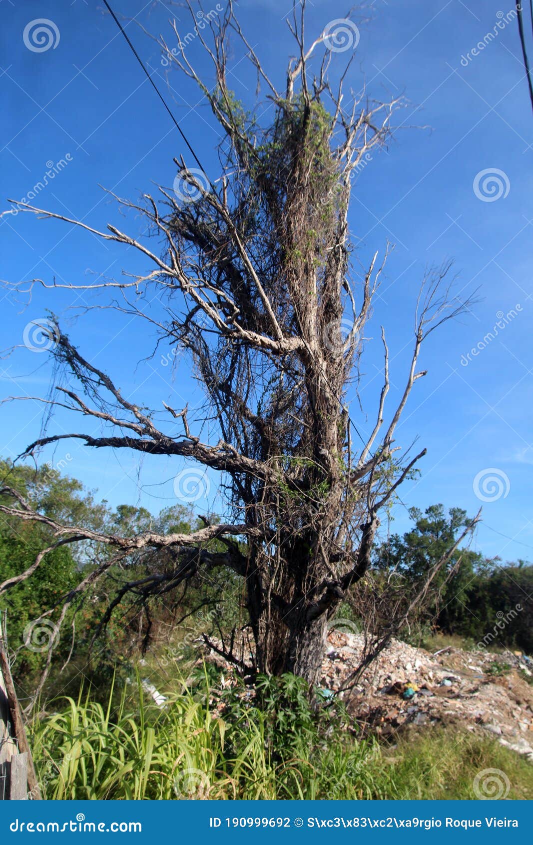 TREE DYING in the GARBAGE stock photo. Image of winter - 190999692