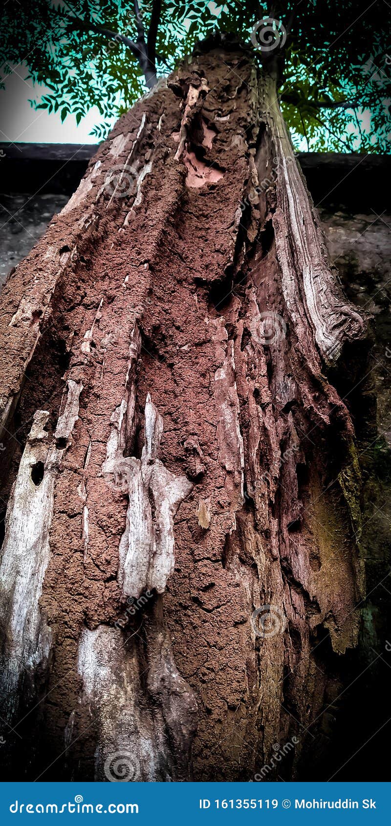 Tree is Dying by Termite Damage , the Pest Destroying the Body of Tree ...