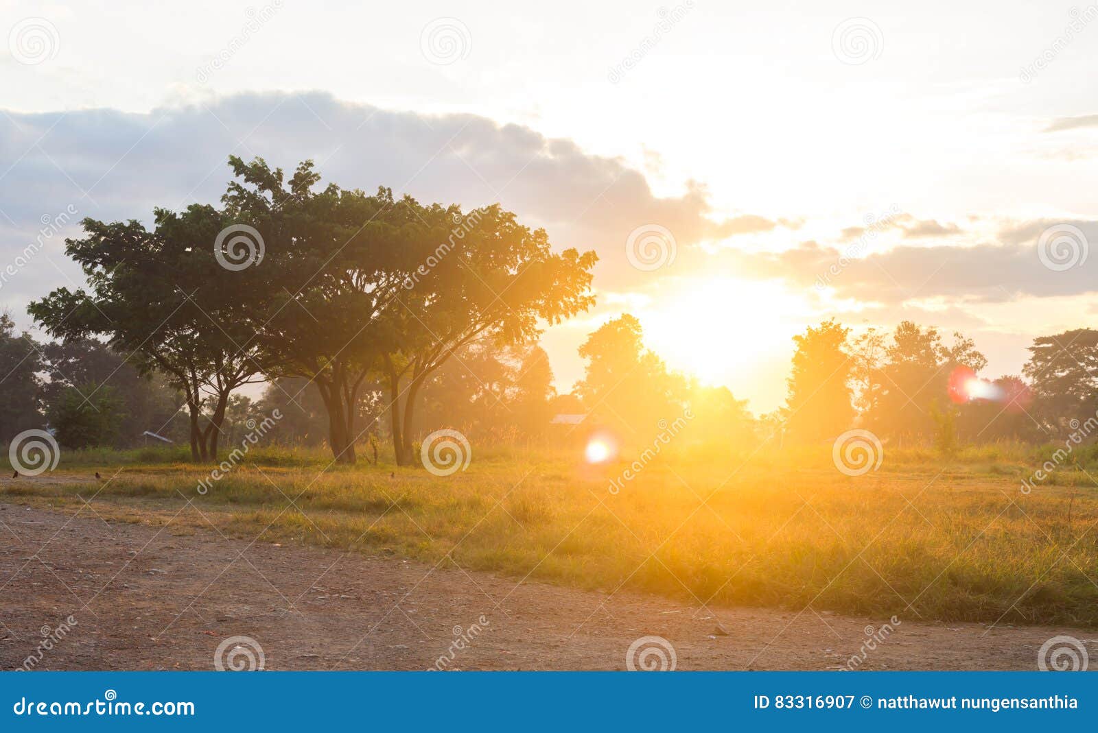 Tree in early morning stock image. Image of walnut, nature - 83316907