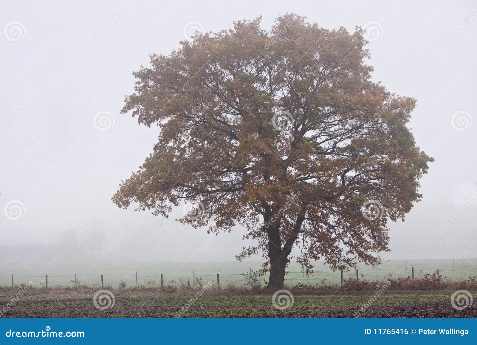 Tree in Early Morning Mist in Autumn Stock Photo - Image of tree, fall ...