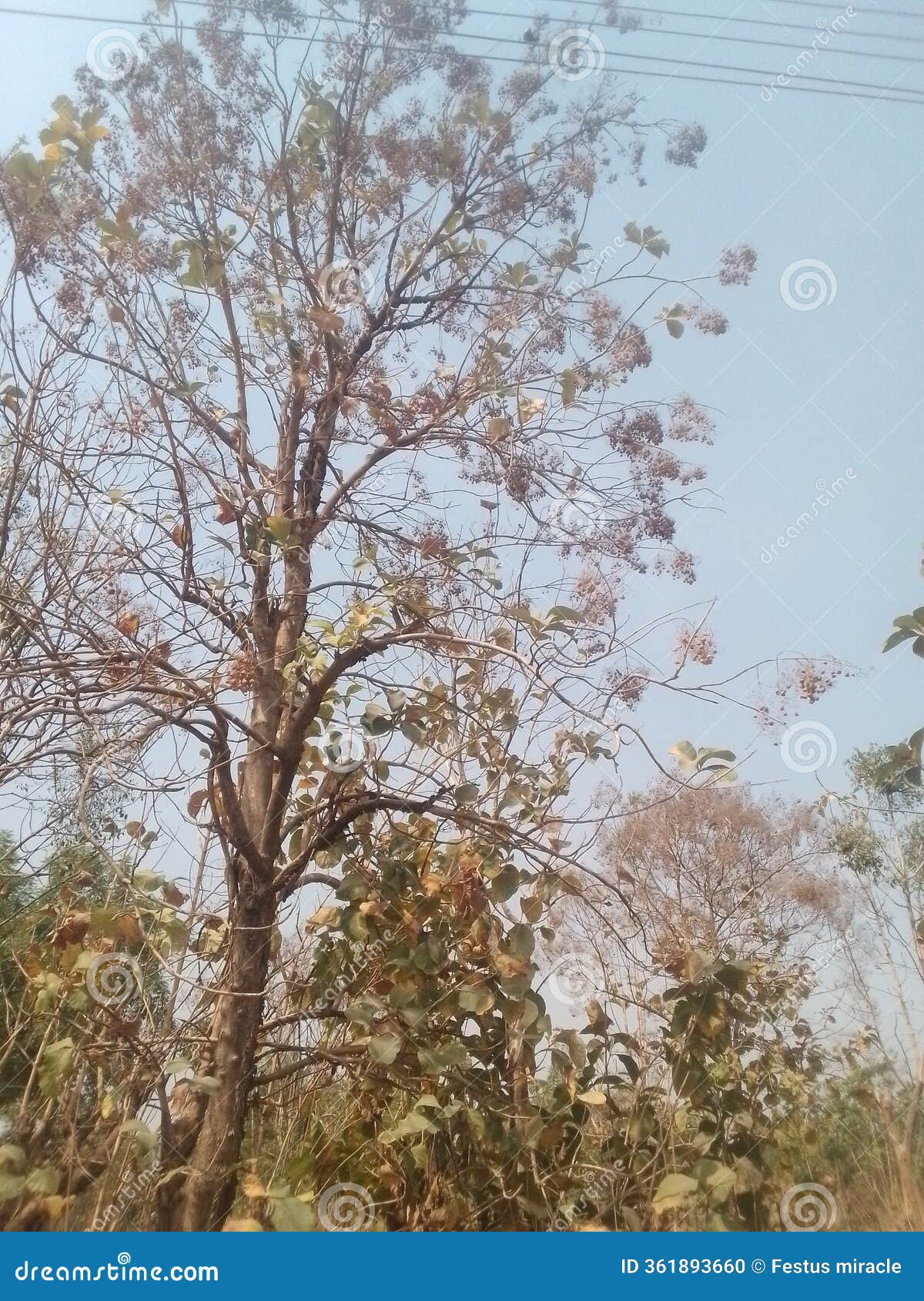A Tree with an Eatable Fruits Andy Leaves Disturbed the Area Stock Photo - Image of area, andy ...