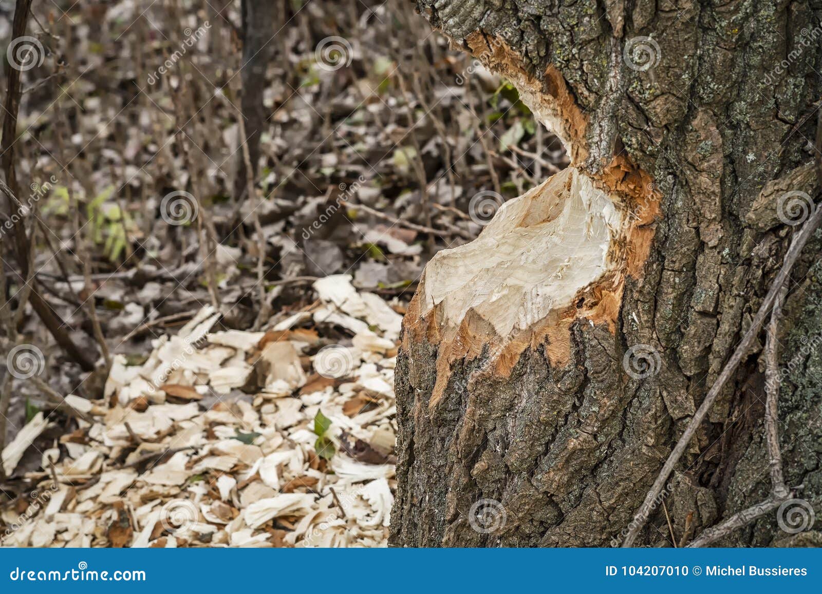Tree Eaten Away by a Beaver Stock Photo - Image of animal, framework ...