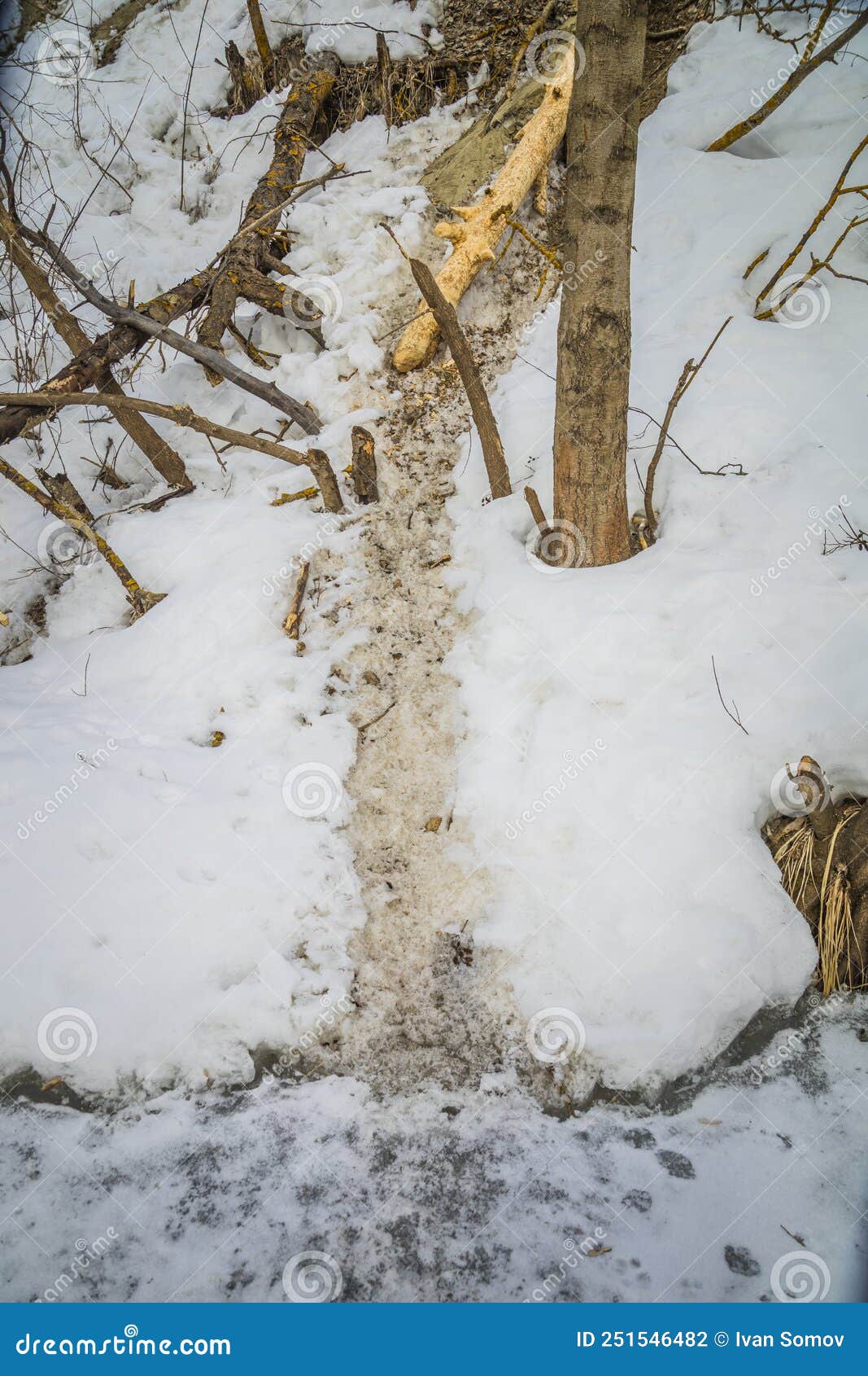 A tree eaten by a beaver stock photo. Image of beaver - 251546482