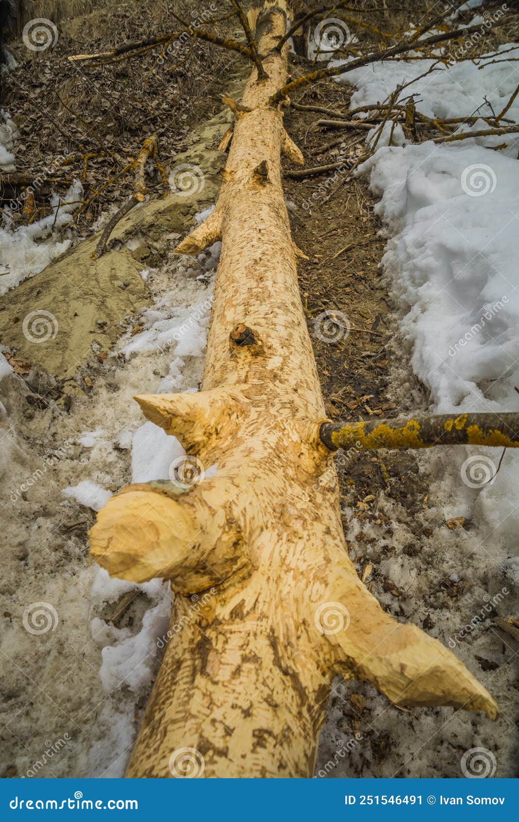 A tree eaten by a beaver stock image. Image of background - 251546491