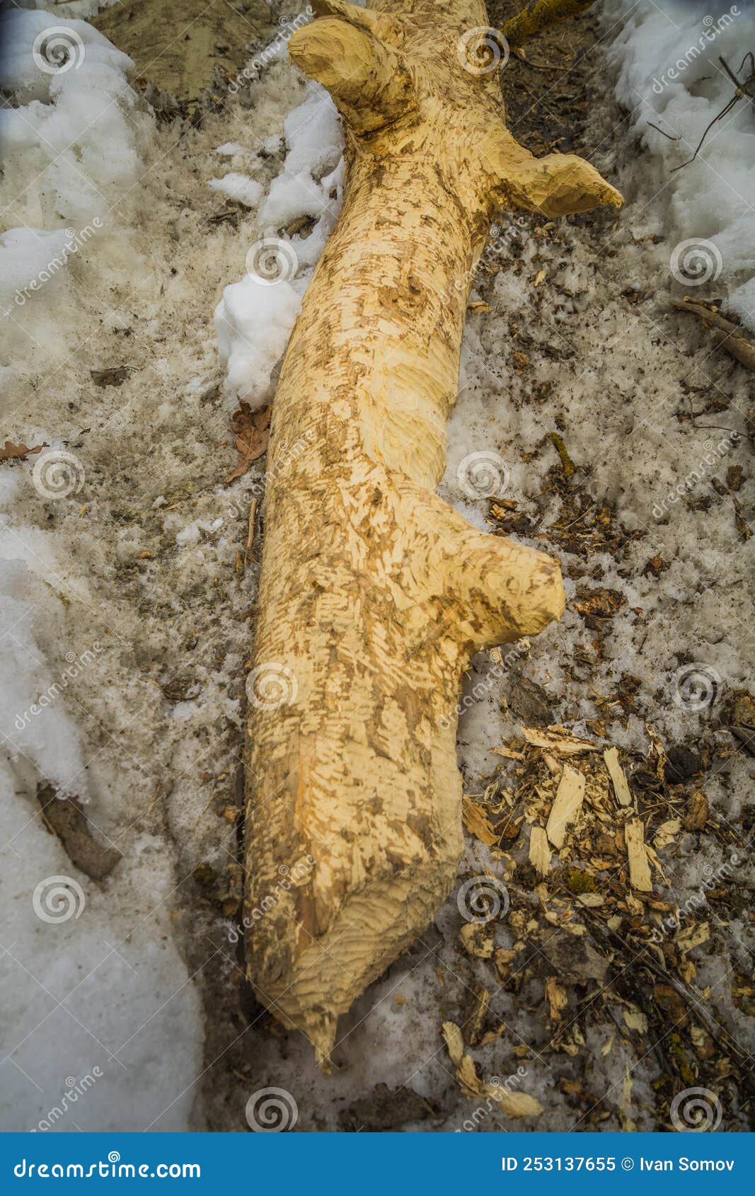 A tree eaten by a beaver stock image. Image of landscape - 253137655