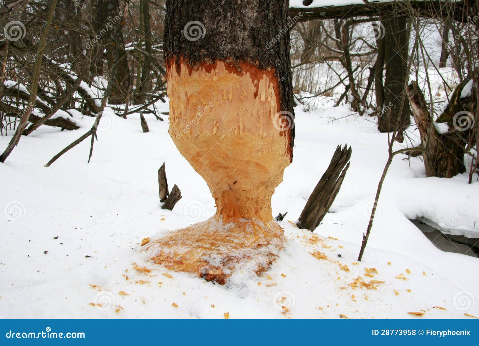 Tree eaten by beaver stock photo. Image of tree, pine - 28773958