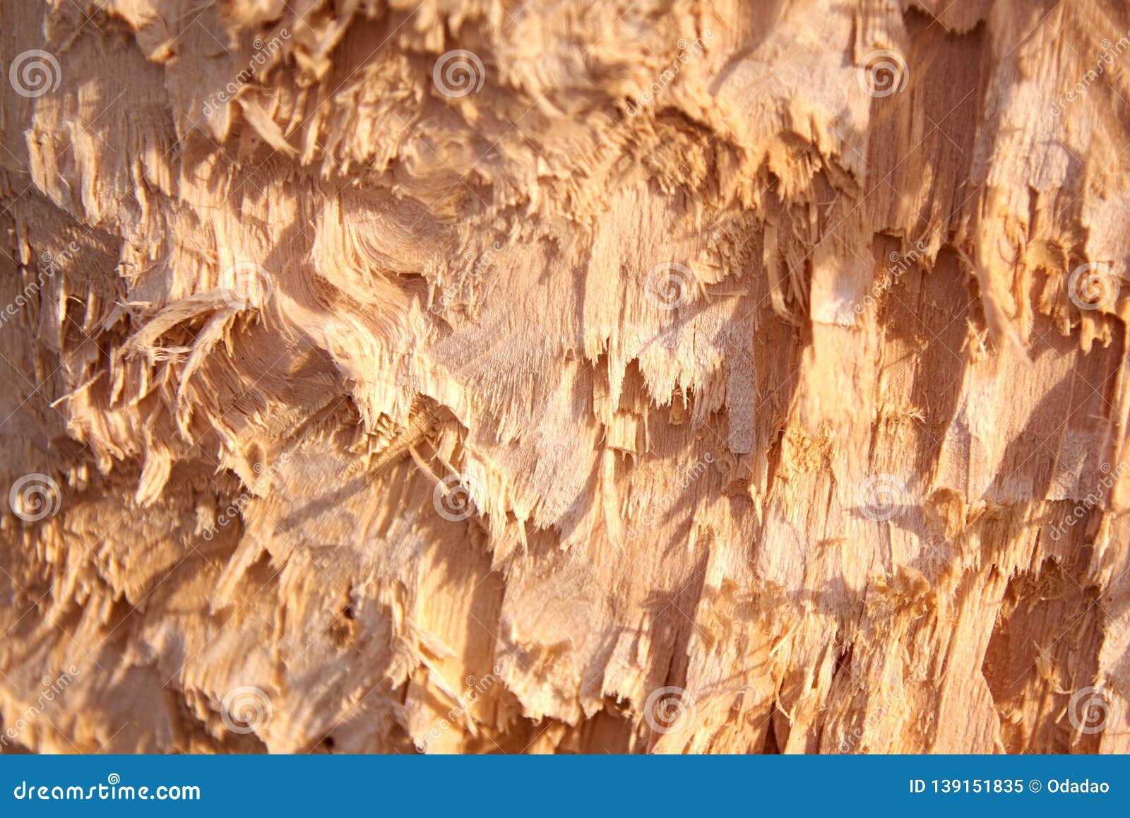 Tree Eaten by a Beaver Macro Photography, Tree Structure Stock Image ...