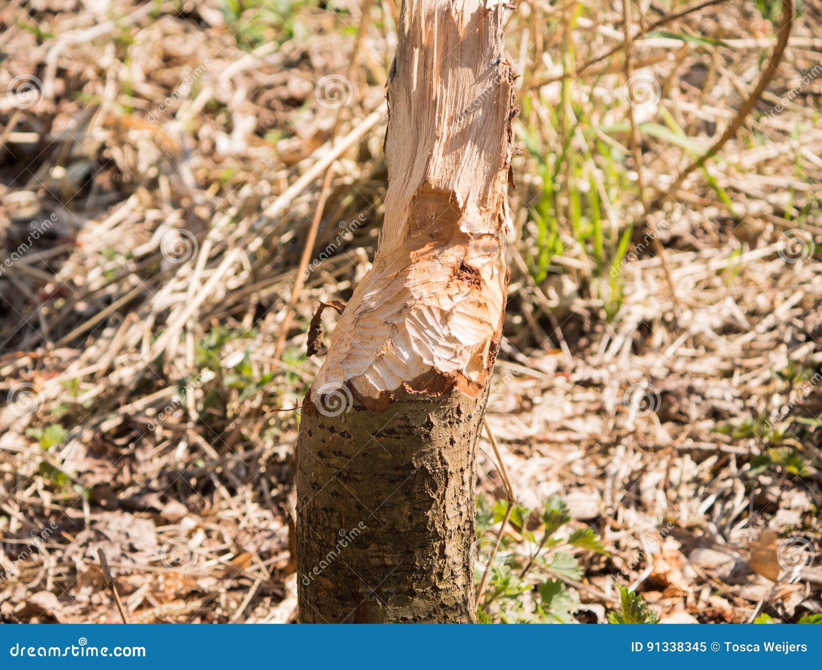 Tree eaten by beaver stock image. Image of damage, scratch - 91338345