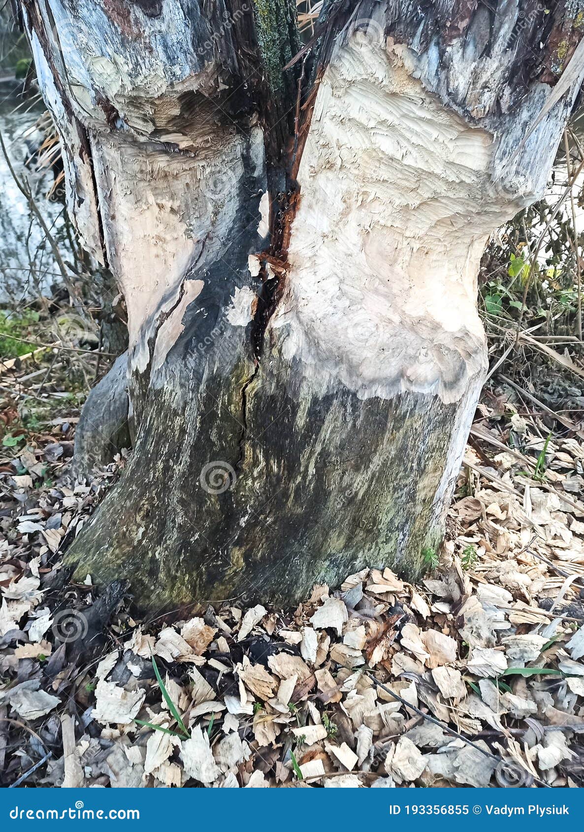 Tree Eaten by Beavers. Harmful Animals Impact Stock Image - Image of ...
