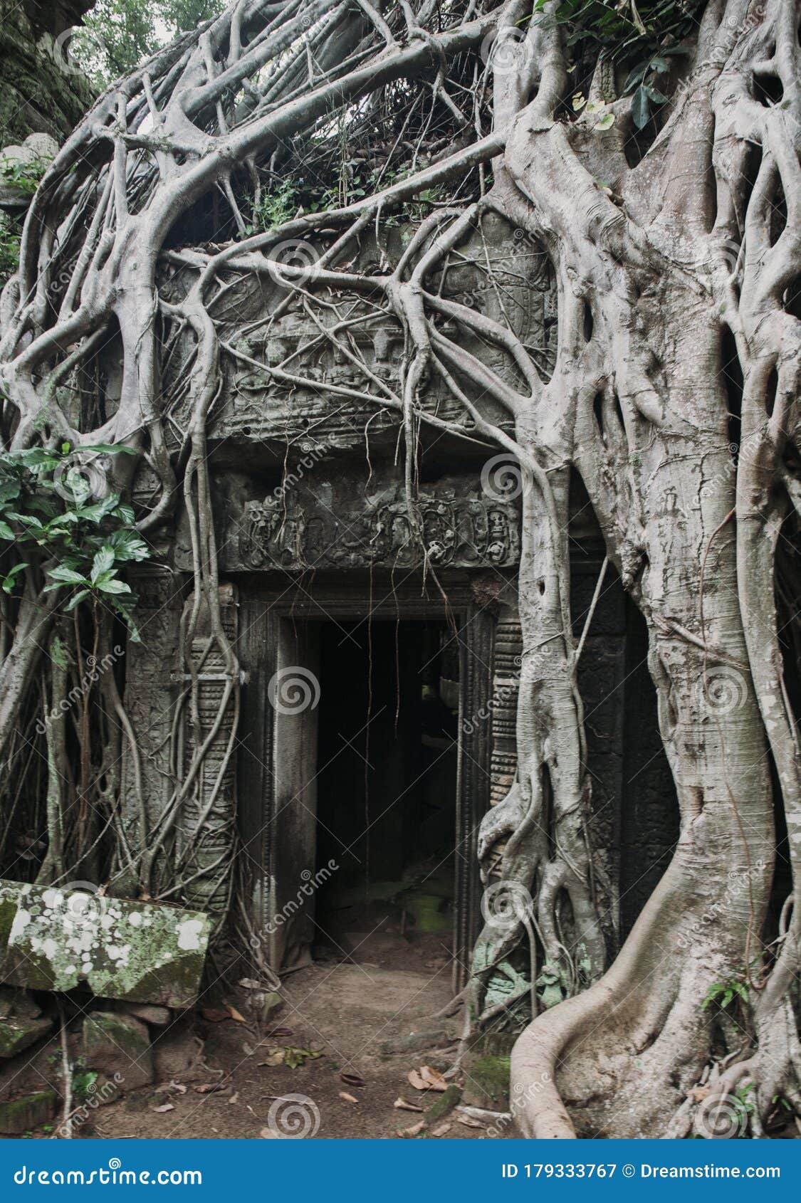 A Tree Eating the Door of a Temple Stock Image - Image of mess, root ...