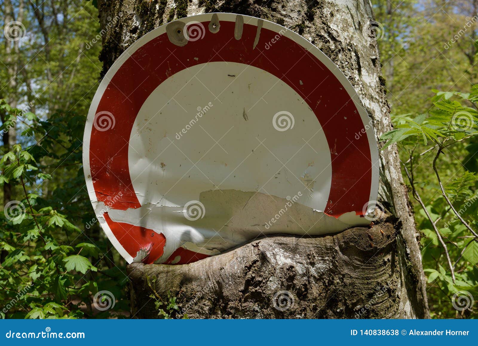 Tree eating street sign stock photo. Image of vegetation - 140838638
