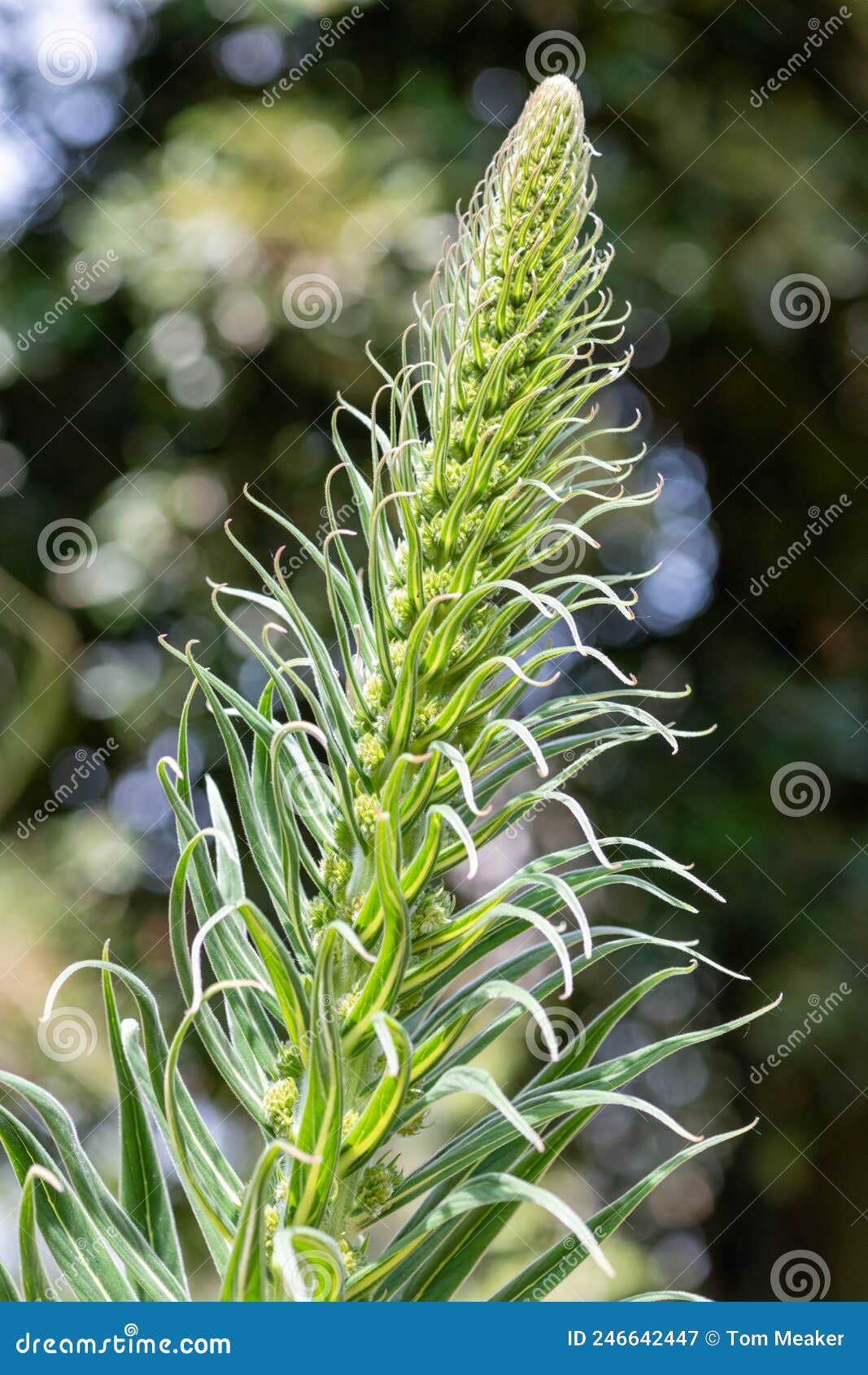 Tree Echium Echium Pininana Plant Stock Image - Image of outdoor ...