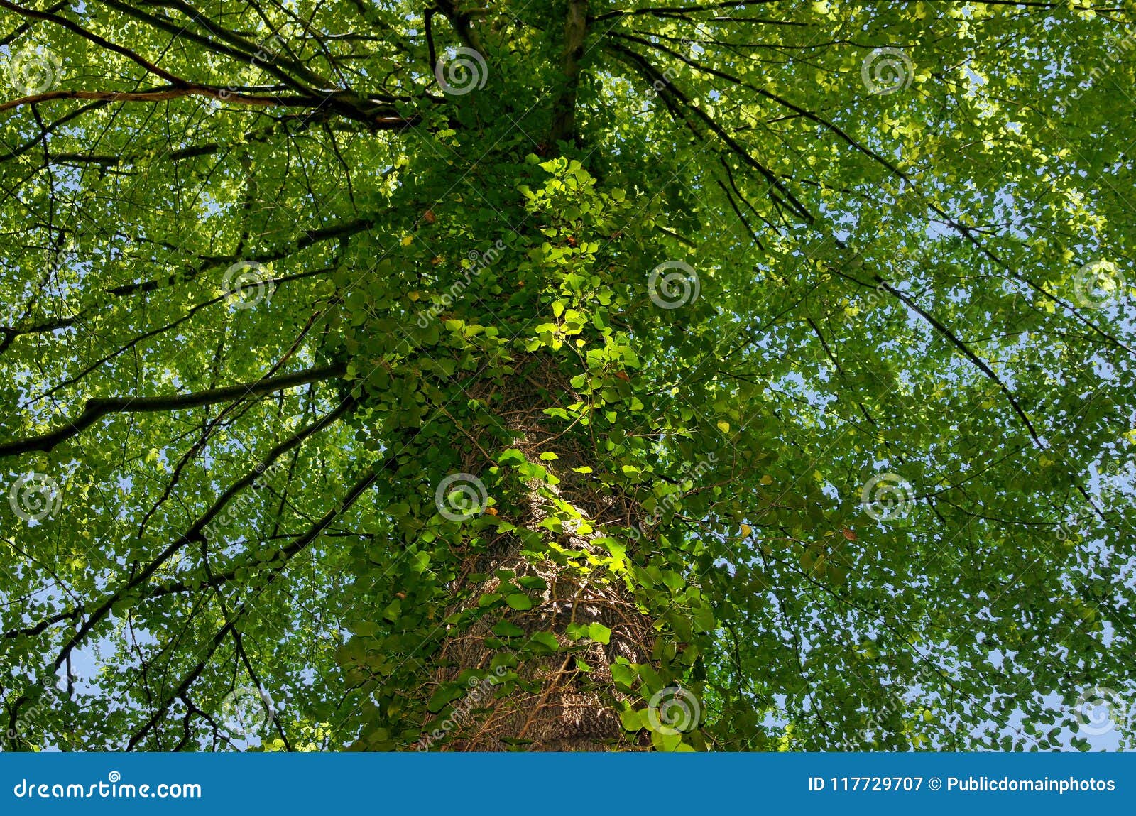 Tree, Ecosystem, Nature, Temperate Broadleaf And Mixed Forest Picture ...