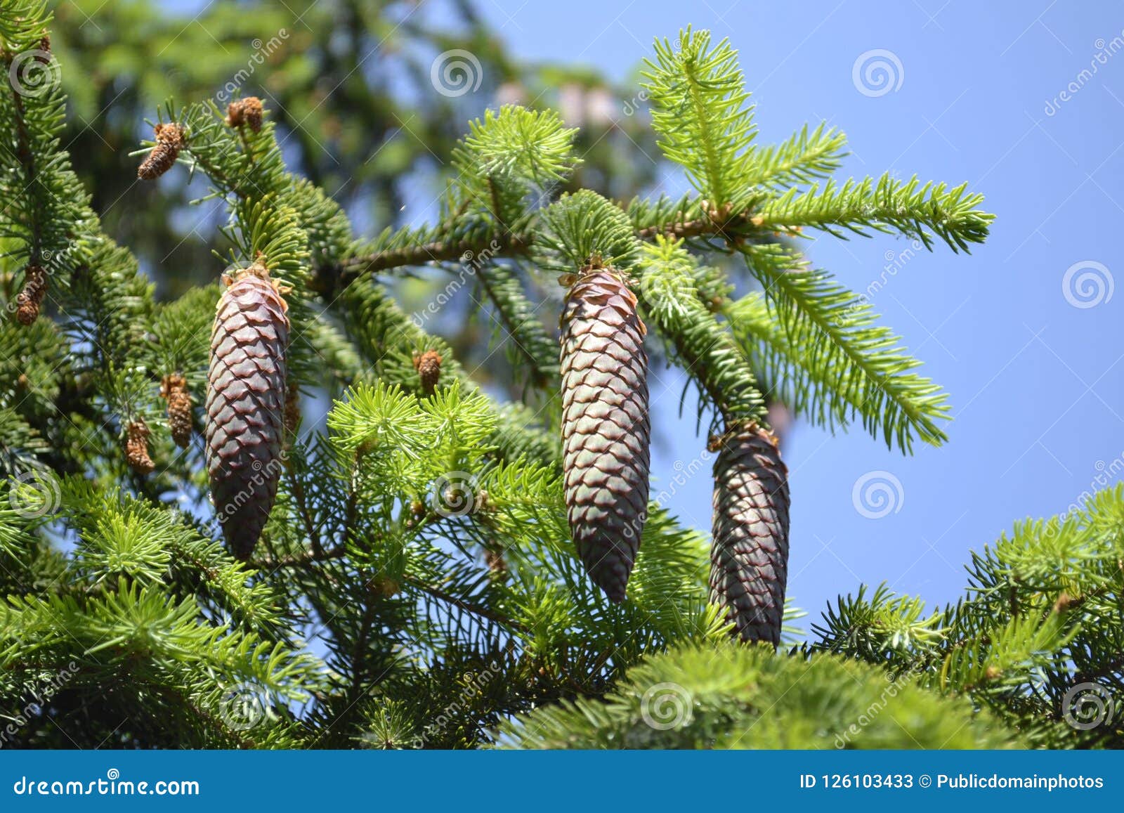 Tree, Ecosystem, Pine Family, Spruce Picture. Image: 126103433